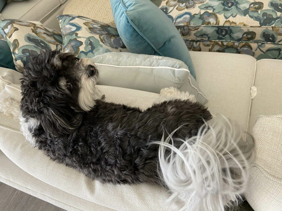 A Few of Zeus’s Favorite Things | SG Blaise - The Last Lumenian Series